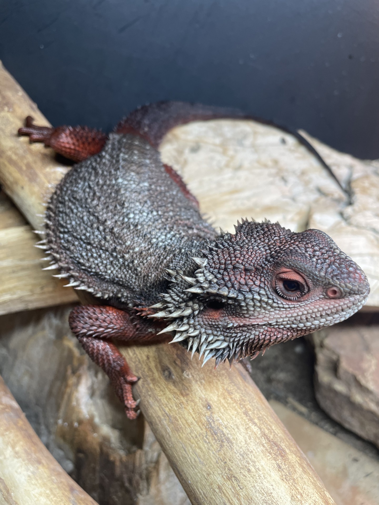 Big Sky Dragons - Products